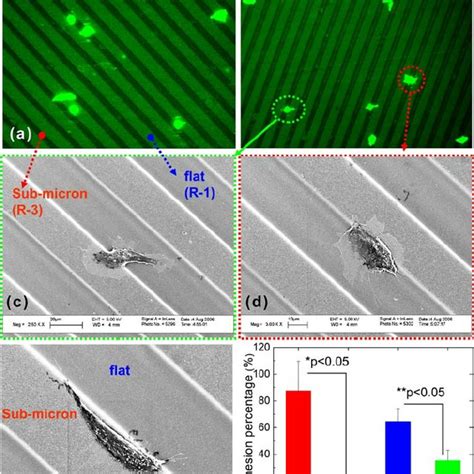 Bone Cell Adhesion On Aligned Nanostructured Titanium Patterns