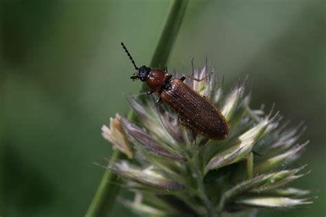 500 Free Grass Beetle And Ladybug Images Pixabay