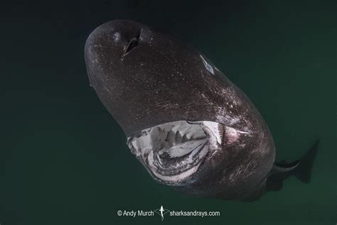Pacific Sleeper Shark Teeth A New Record Of The Pacific Sleeper Shark
