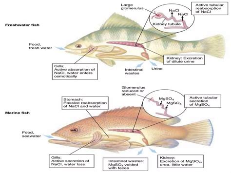 Osmoregulation In Animals Pptx