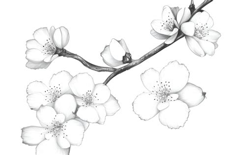 Cherry Blossom Tree Pencil Drawings