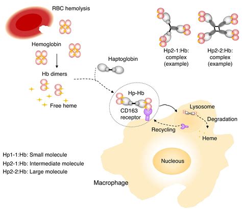 Haptoglobin Test High And Low Levels Genetics Selfhacked