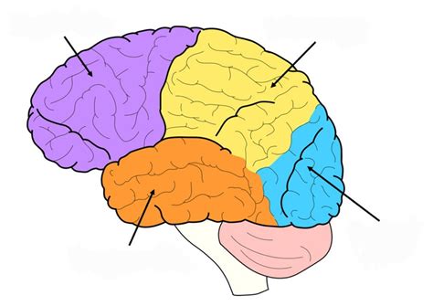 Brain Diagram Quizlet Brain Diagram Quizlet