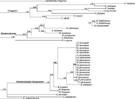 Gene Tree Resulting From Bayesian MCMC Phylogenetic Analyses Of A Ca Download Scientific