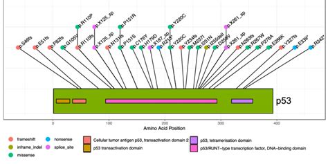 Lollipop Plot Showing Location And Sequence Of Tp53 Mutations In Breast