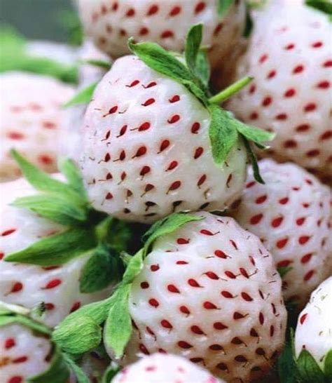 فراولة بيضاء🍓 كلنا نعلم أن فاكهة Pépinière Annaba Facebook