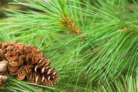 The Pine Trees Of America 3 The Tree Center