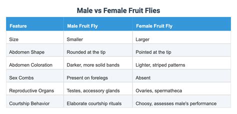 Male Vs Female Fruit Flies