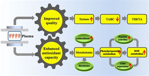 冷等离子体处理的鲜切草莓的生理和代谢组学分析 Journal Of Agricultural And Food Chemistry X Mol