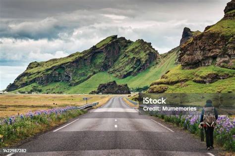 순환 도로의 고속도로에있는 원시 산과 아이슬란드의 여름철 길가에 피는 루핀 꽃 아이슬란드에 대한 스톡 사진 및 기타 이미지 아이슬란드 도로 언덕 Istock