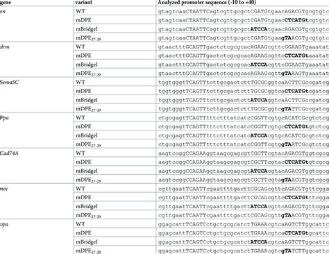 Minimal Promoter Sequence Variants Of Ftz Target Genes Examined In This Download Scientific