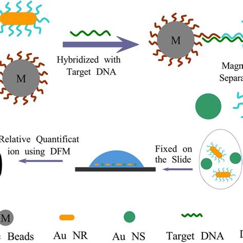 schematic illustration for the detection of the target dna download