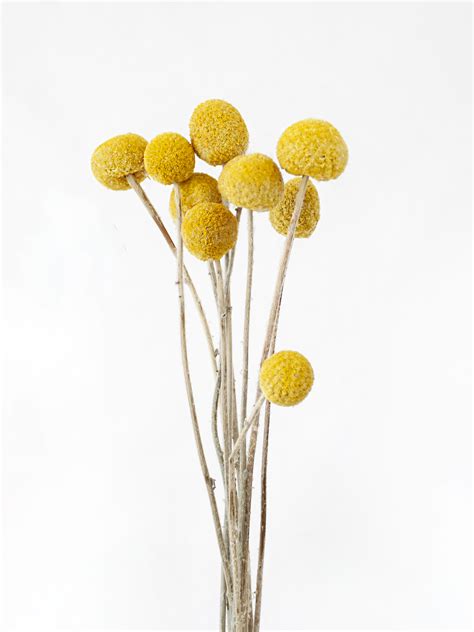 Краспедія жовта купити в Україні за низькою ціною • Dfb Elements