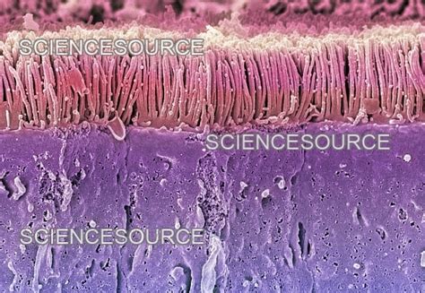 Intestinal Microvilli Under A Microsc Stock Image Science Source
