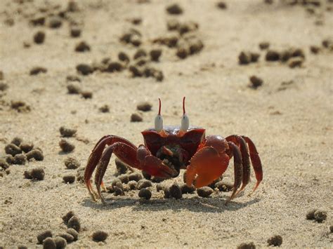 Ocypode Macrocera Hmilne Edwards 1837