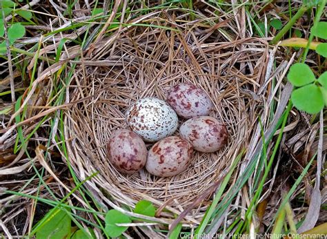 The Bobolink Dolichonyx Oryzivorus General Biology The Bobolink Dolichonyx Oryzivorus General Biology