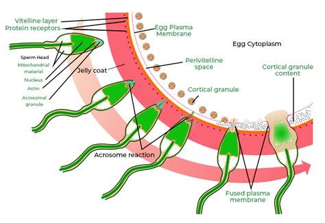 Process Of Fertilization In Human Being Geeksforgeeks
