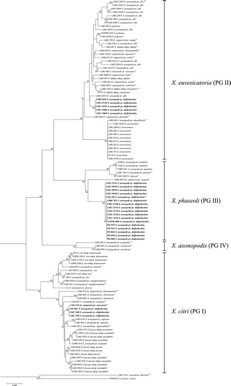 maximum likelihood phylogenetic tree of concatenated nucleotide