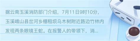 大理一小学附近发现眼镜王蛇和50枚蛇蛋 哔哩哔哩