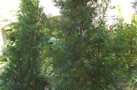 Podocarpus ~ Macrophyllus Item 80485 Golden State Growers