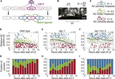 Canalization Of C Elegans Vulva Induction Against Anatomical Variability Cell Systems