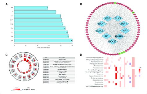 Transcription Factor Regulatory Networks And Functional Enrichment