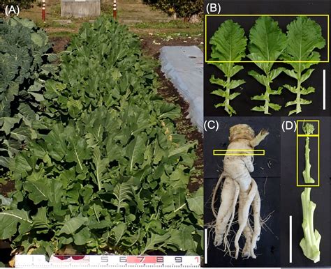 Frontiers Large Insertion In Radish Grs1 Enhances Glucoraphanin
