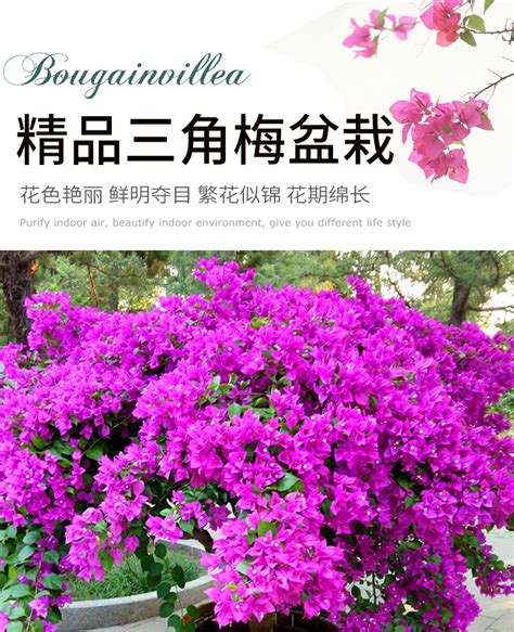 三角梅重瓣粉和重瓣红 云南紫三角梅 重瓣三角梅图片 第2页 大山谷图库