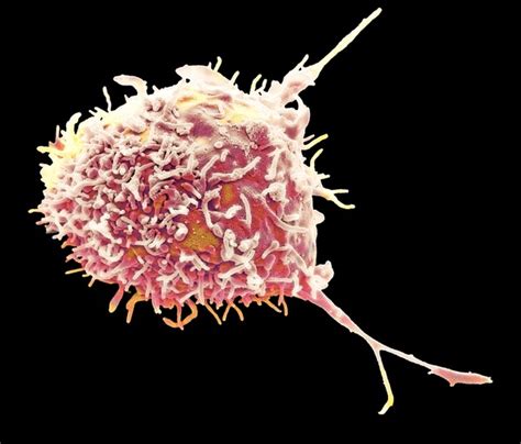 792 Cell Electron Micrograph Royalty Free Photos And Stock Images Shutterstock