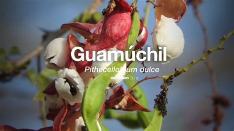 Arbol De Guamuchiles