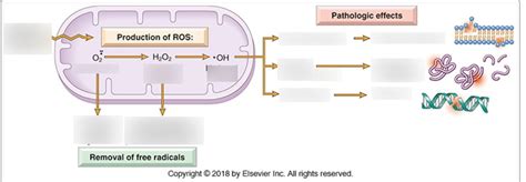 Cell Membrane Function