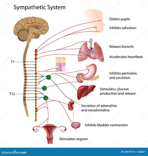 Sympathetic System Stock Vector Image Of Illustration 25474175