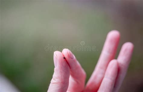 Small Tick With A Red Body Crawls On The Skin On The Arm An Encephalitis Carrier Of The Disease