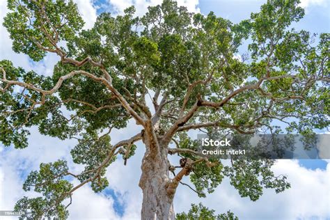 하늘 배경으로 큰 열 대 나무 아래에서 보기 과학 이름 딥 테라 푸 스 아 투 아 트리 또는 양 나이 나무 아일랜드 코 팡 안 태국 계절에 대한 스톡 사진 및 기타 이미지