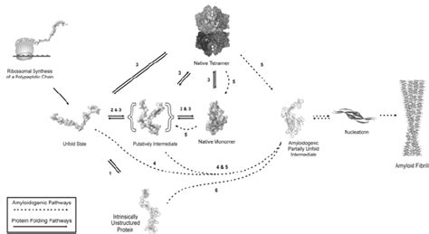 Schematic Representation Of The Folding Pathways Followed By A