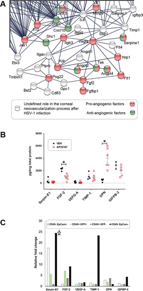 Analysis In Silico And Analytes Assayed In Vivo A Functional Protein Download Scientific