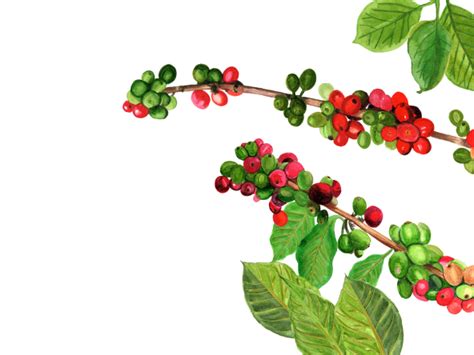 커피나무열매 수채화 Wf 네이버 Ogq마켓