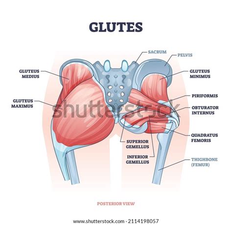 Superior Gluteal Nerve Model