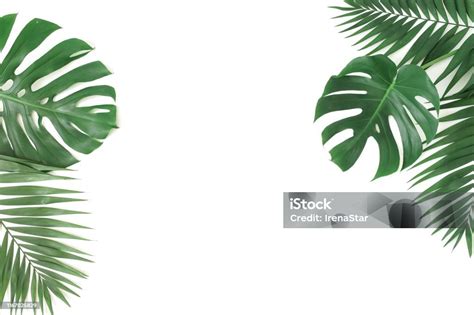 열대 녹색 야자수 몬스터 잎 흰색 배경에 고립 된 가지 패턴 Top Viewcopy Spaceabstract 0명에 대한 스톡 사진 및 기타 이미지 Istock
