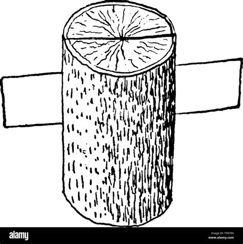 Longitudinal Cut Stock Vector Images Alamy