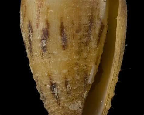 Datos De Conus Striatellus Dieta Hábitat E Imágenes En Animaliabio