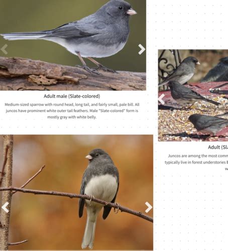 Ornithology Sight Id Quiz 1 Flashcards Quizlet