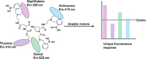 Schematic Representation Of Receptor 10 A Combinatorial Probe Created Download Scientific