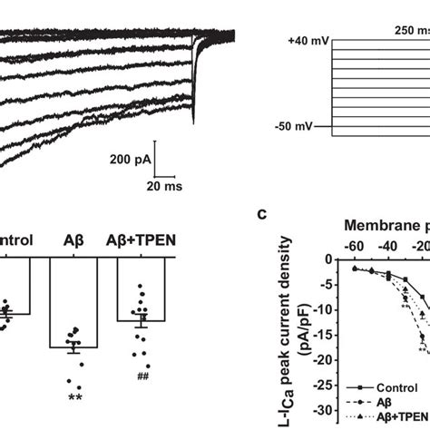 Effects Of Tpen On The Viability Of The Hippocampal Neurons Treated