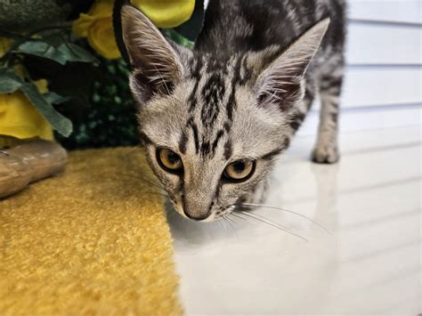 아메리칸숏헤어 믹스 몰랑 프렌치불독크기 빠삐용크기 파피용크기 사모예드크기 스피츠크기 시바견크기 시베리안허스키크기 시츄크기 요크셔