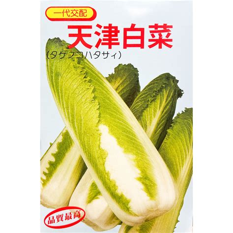 現貨 天津白菜種子天津大白菜長型白菜開心農場生菜沙拉都市農耕居家種植蔬菜專業戶蔬菜種子園藝 蝦皮購物