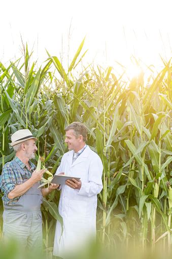 농장에서 디지털 태블릿을 사용 하는 동안 농부와 과학자는 옥수수 작물을 검사 검사 보기에 대한 스톡 사진 및 기타 이미지 검사 보기 과학 과학자 Istock