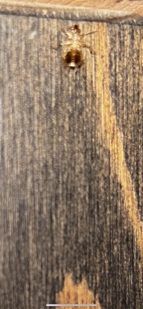 Is This A Cockroach Rwhatsthisbug