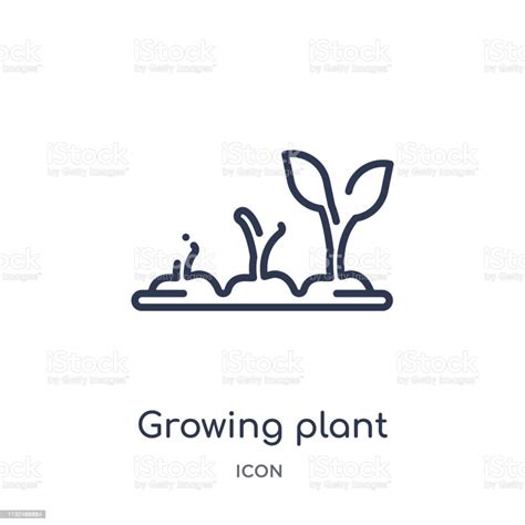 생태 개요 수집에서 선형 성장 식물 아이콘 얇은 라인 성장 식물 벡터 흰색 배경에 고립 성장 식물 유행 그림 꽃 식물에 대한 스톡 벡터 아트 및 기타 이미지 Istock