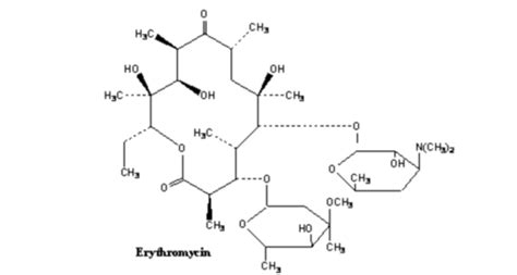 Macrolides Flashcards Quizlet